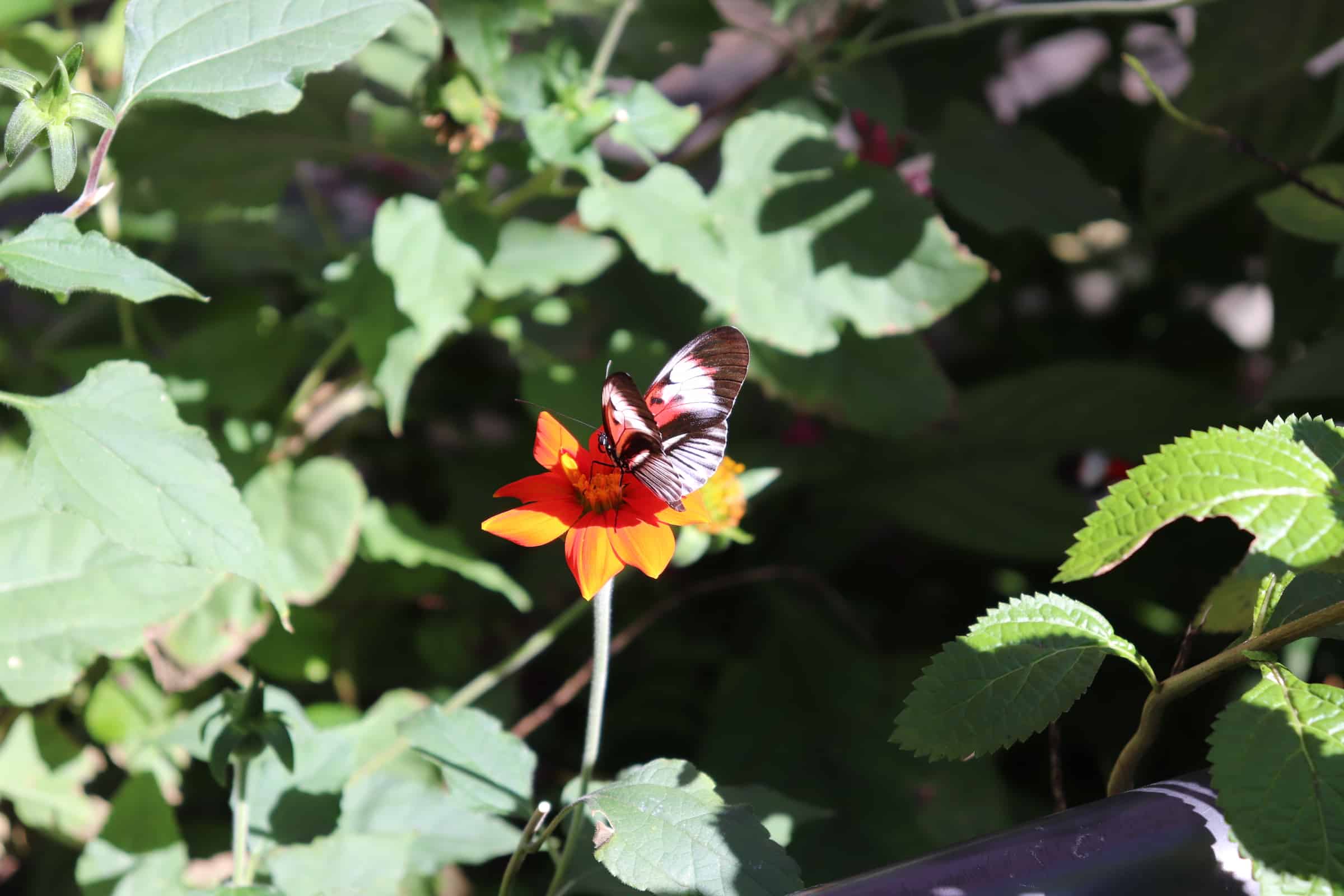 Butterfly World Coconut Creek Florida Butterfly World In Coconut